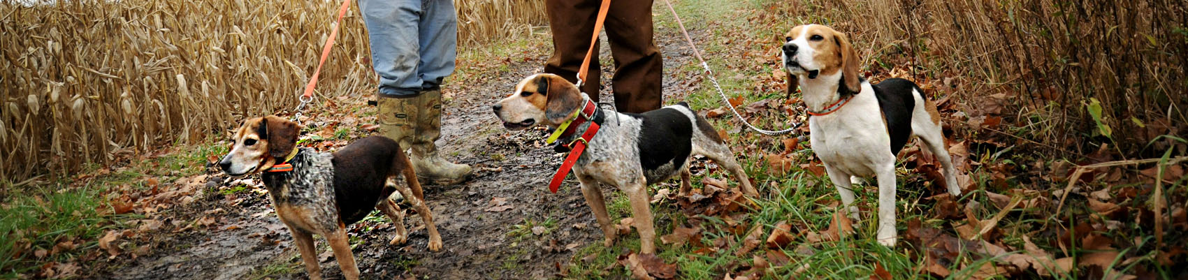 Florida Bill Targets Hunting Dogs - Sportsmen's Alliance