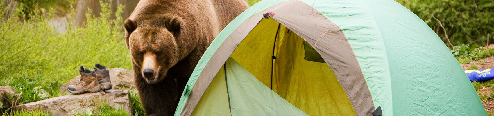 Anti-Hunting Congressmen Introduces Grizzly Bear Hunting Ban ...