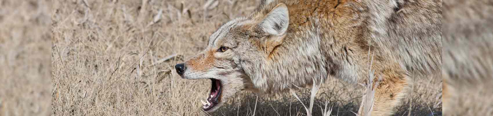 Virginia: Coyote Management Ban in House Committee Tomorrow - Sportsmen ...
