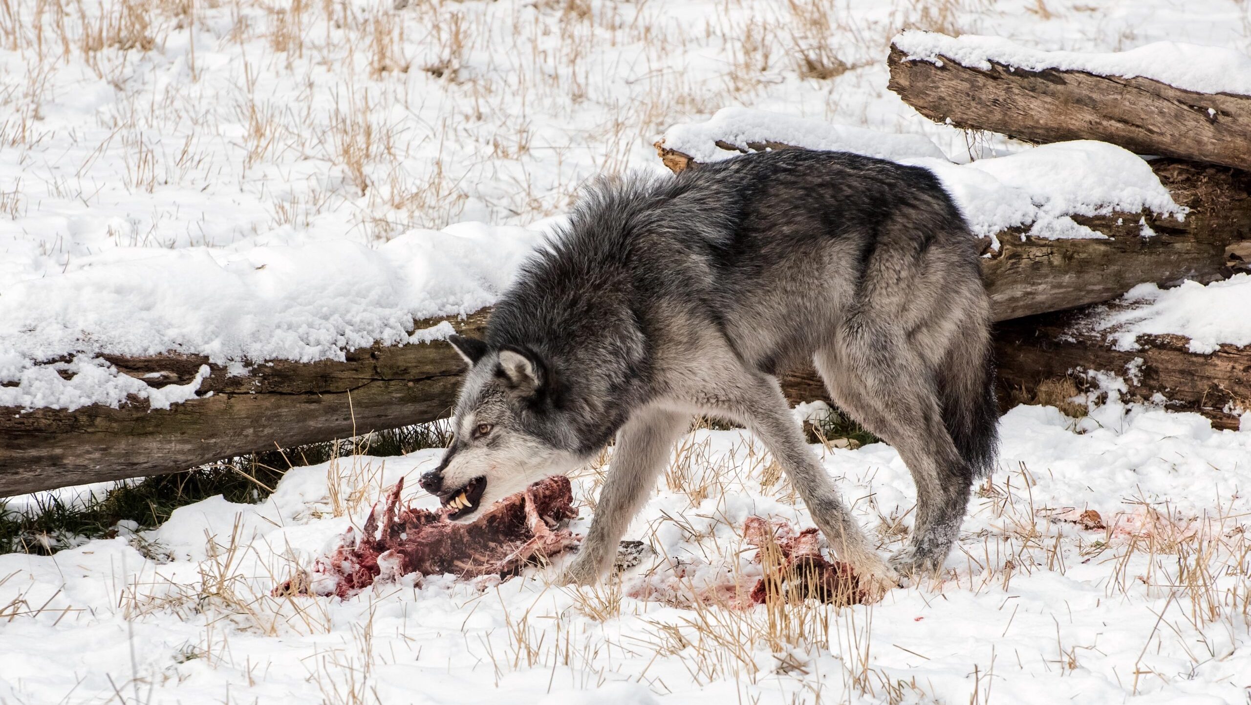 Sportsmen’s Alliance Files Comments on Wolf Relisting - Sportsmen's ...