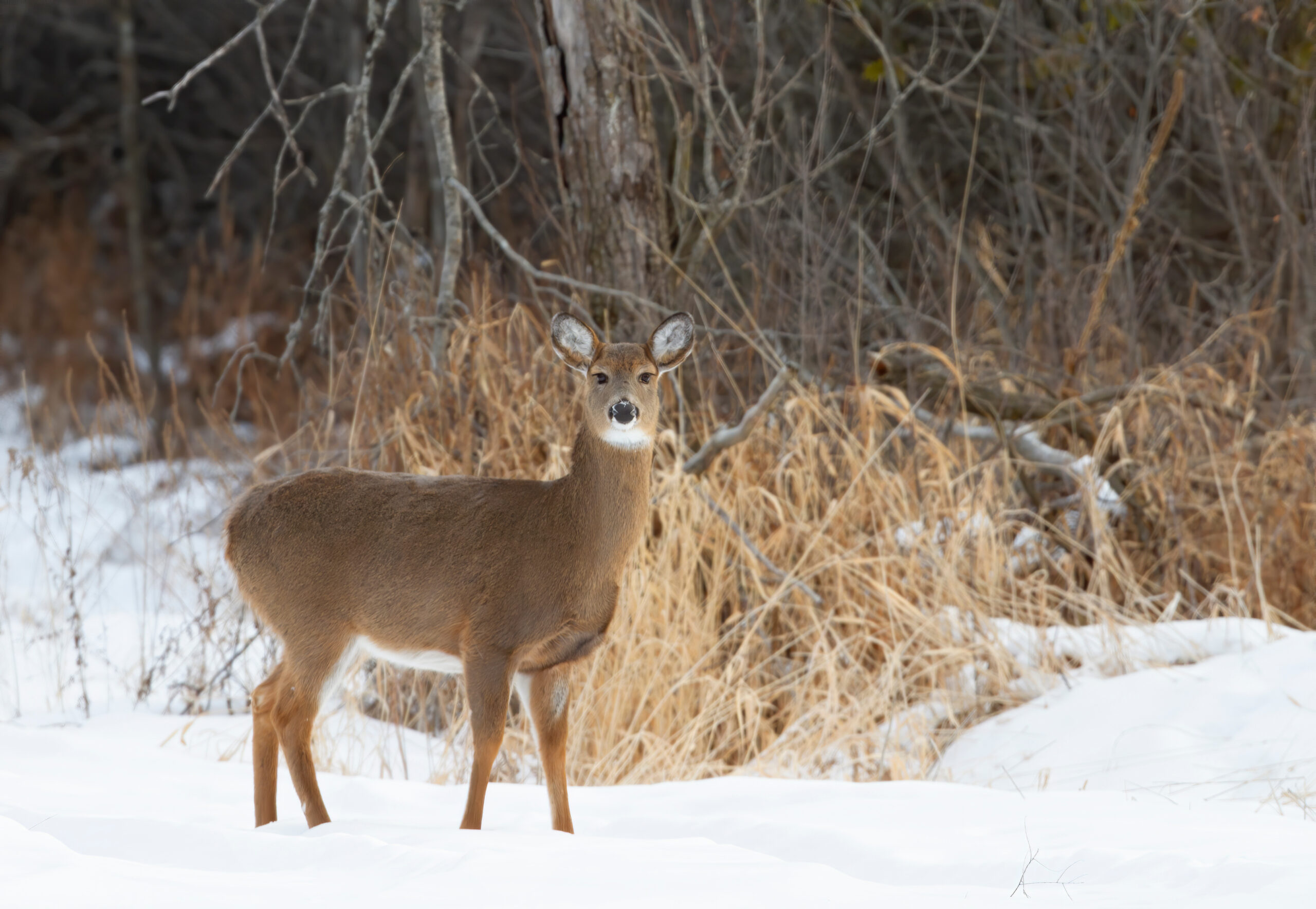 Pennsylvania: Antlerless Deer License Bill Headed to Governor ...