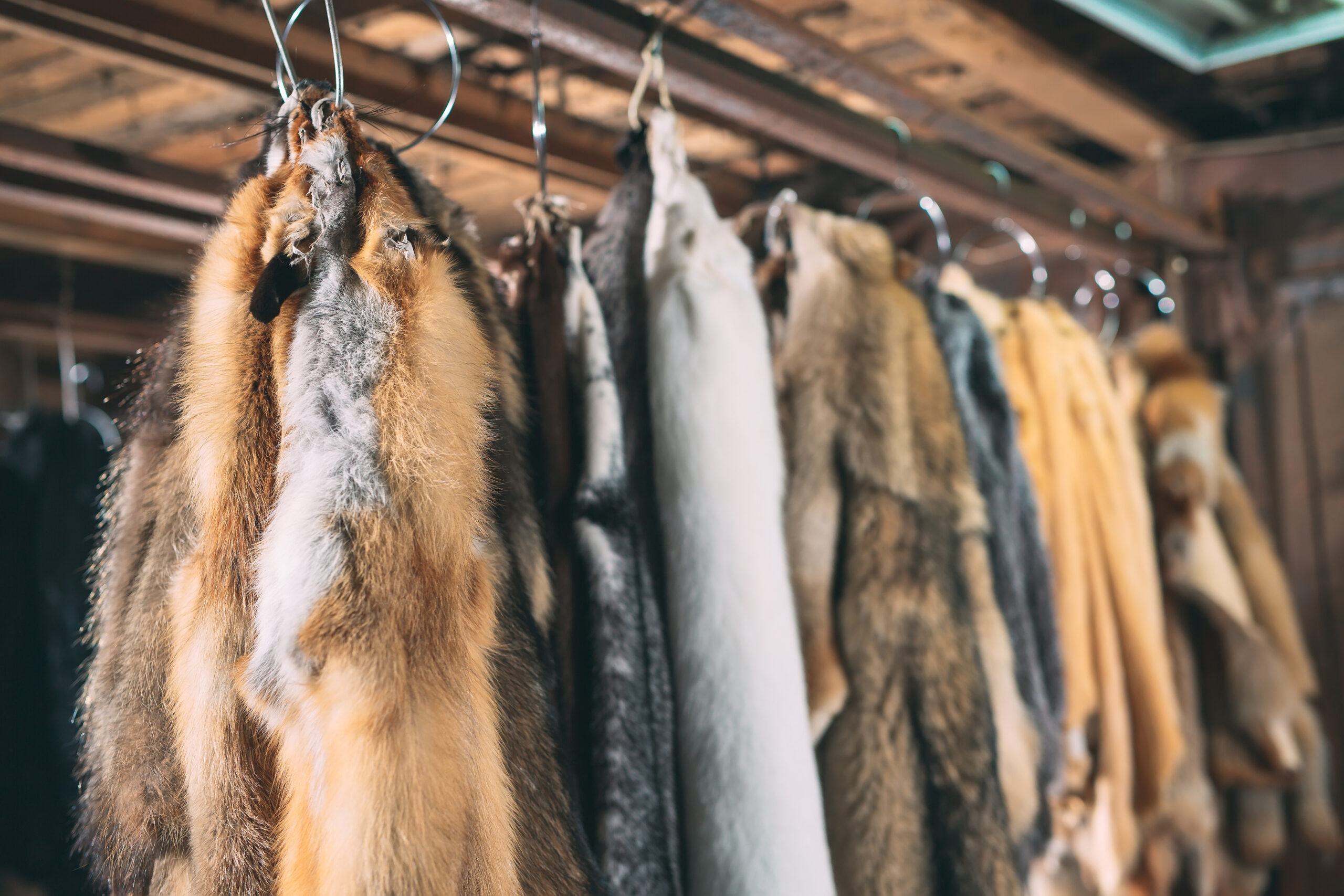 Rhode Island: Fur Ban Bill Held for Further Study - Sportsmen's Alliance