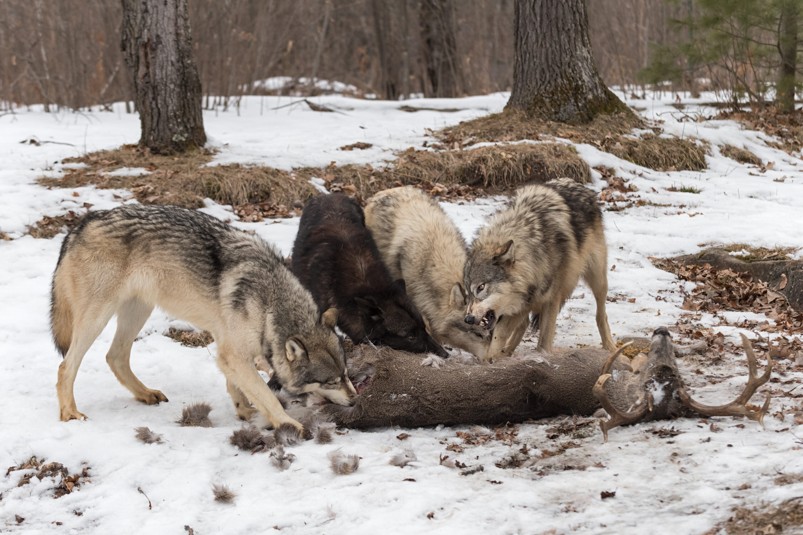 Minnesota: Final Push for Wolf Hunt Ban – Keep Up the Pressure ...