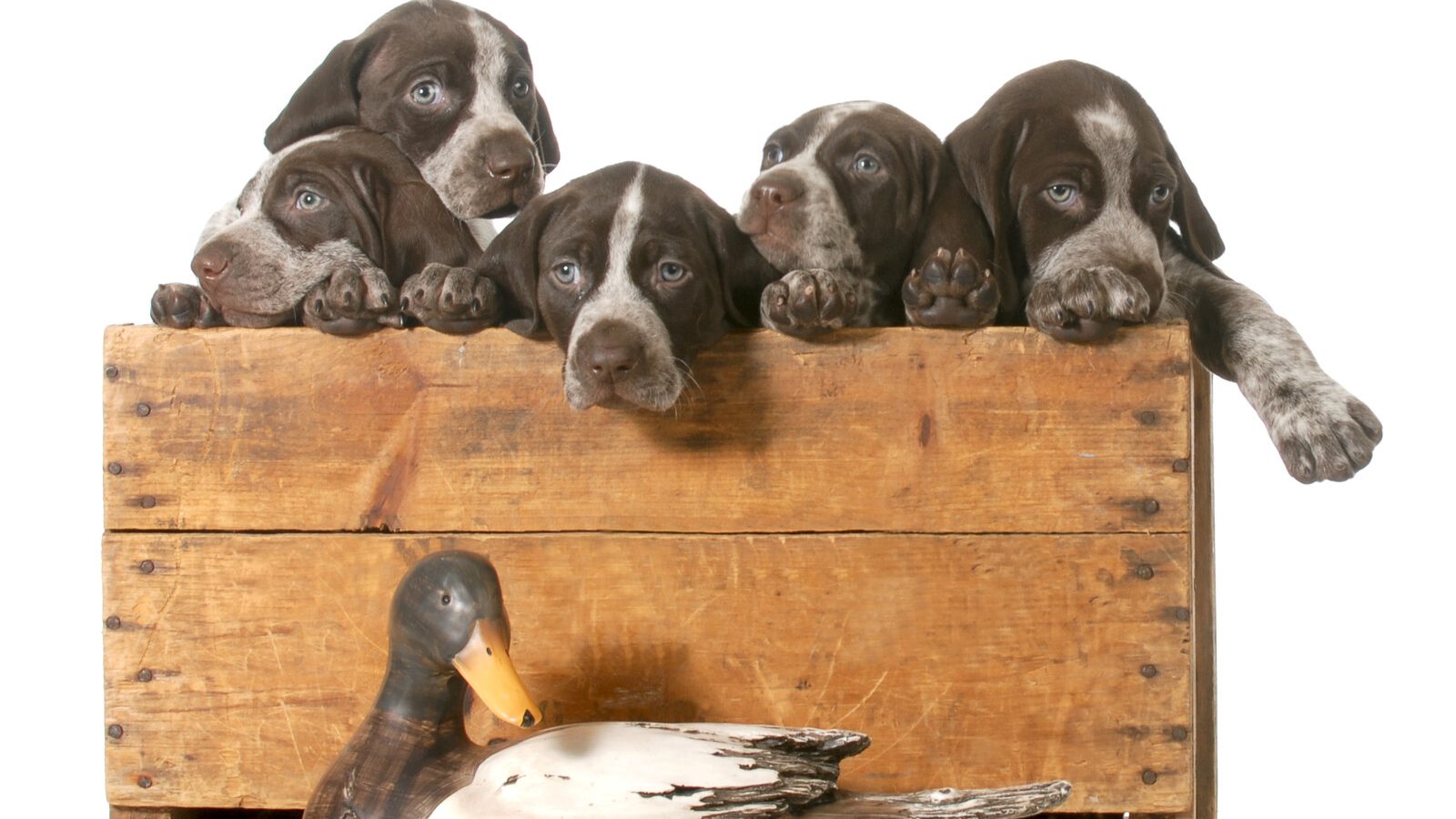 SAF Argues CDC Puppy Ban Appeal in Sixth Circuit Court