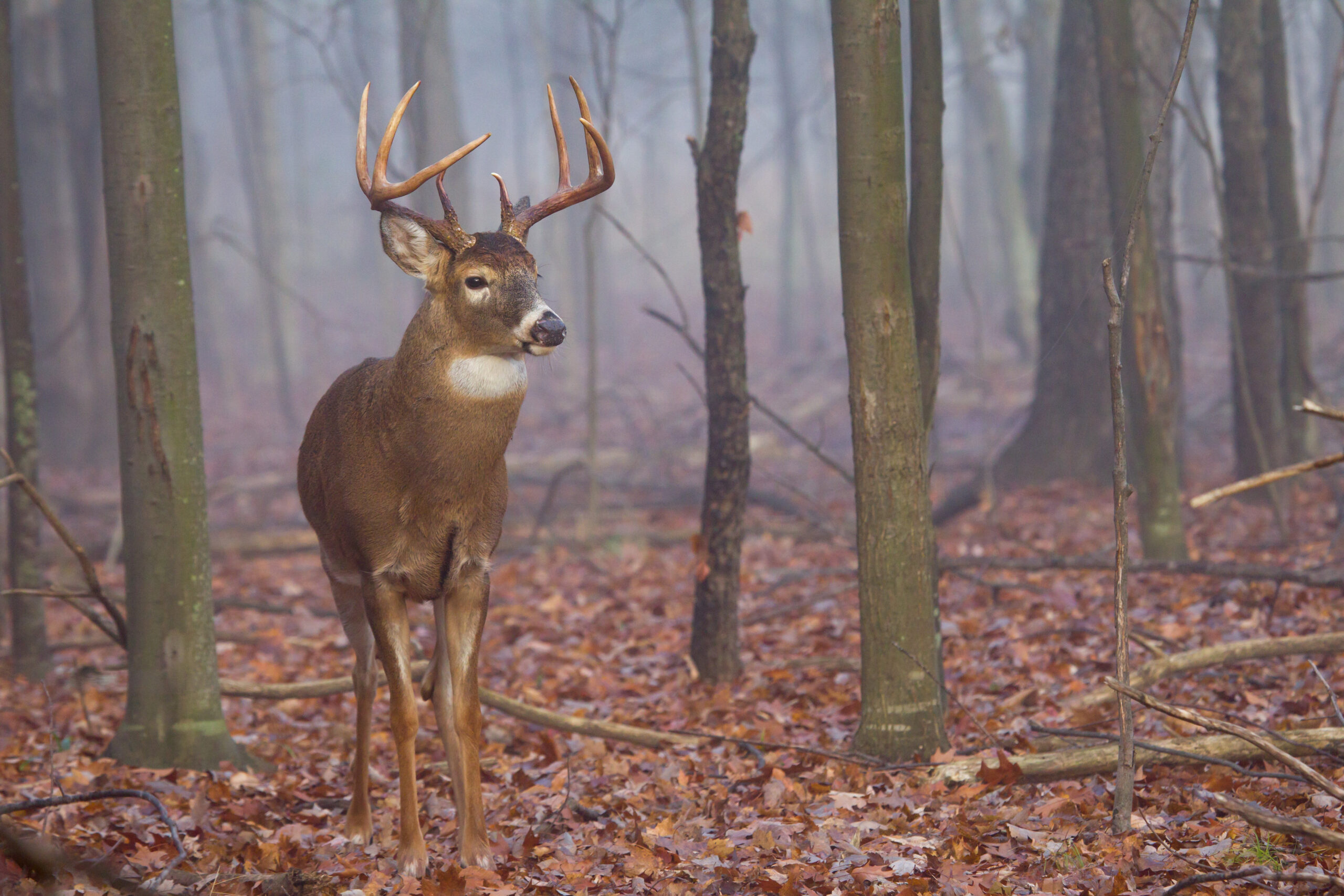 Connecticut: Sunday Hunting on Private Land Signed into Law - Sportsmen ...