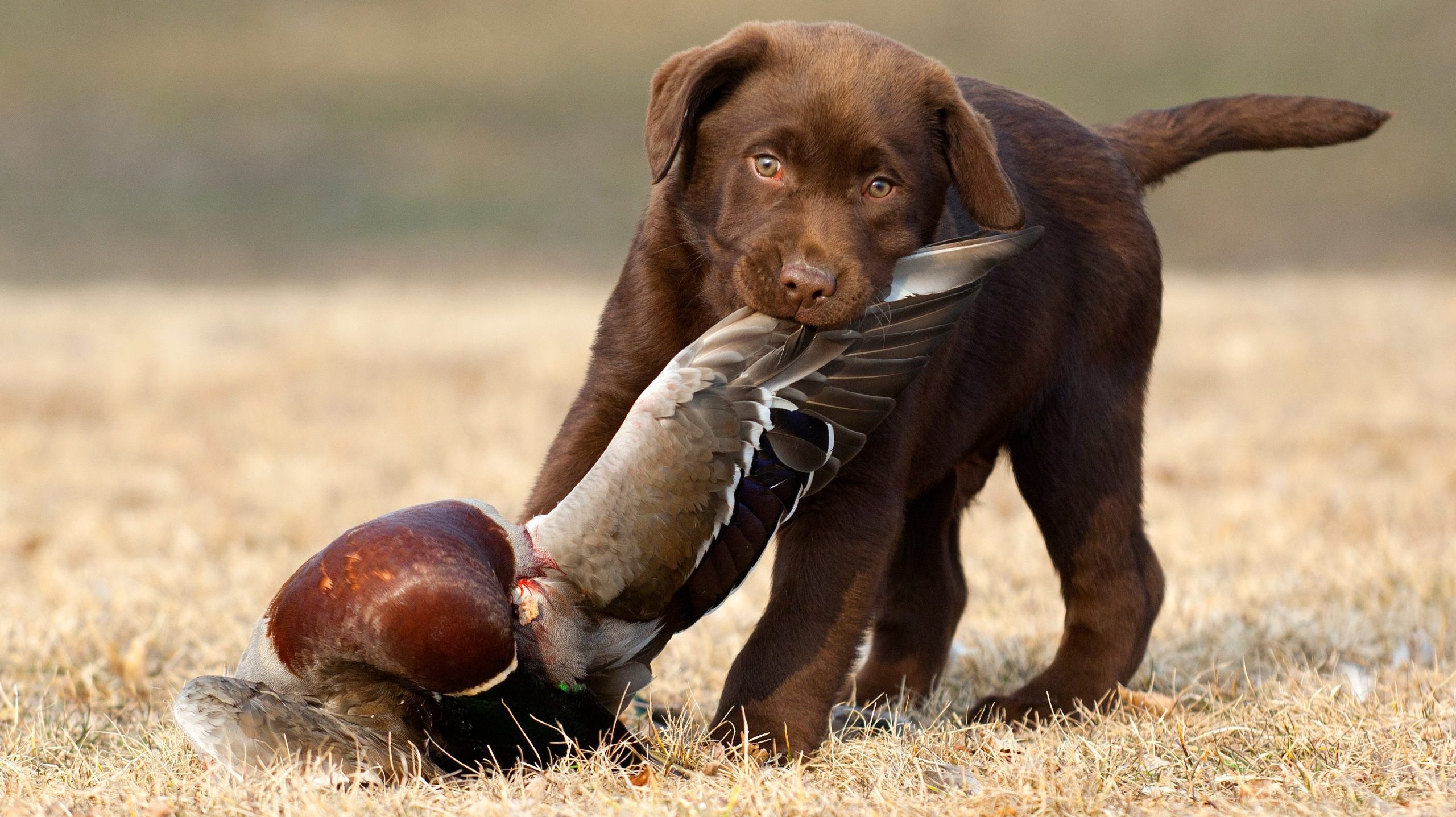 Sportsmen’s Alliance Sues CDC on Dog-Import Rule - Sportsmen's Alliance