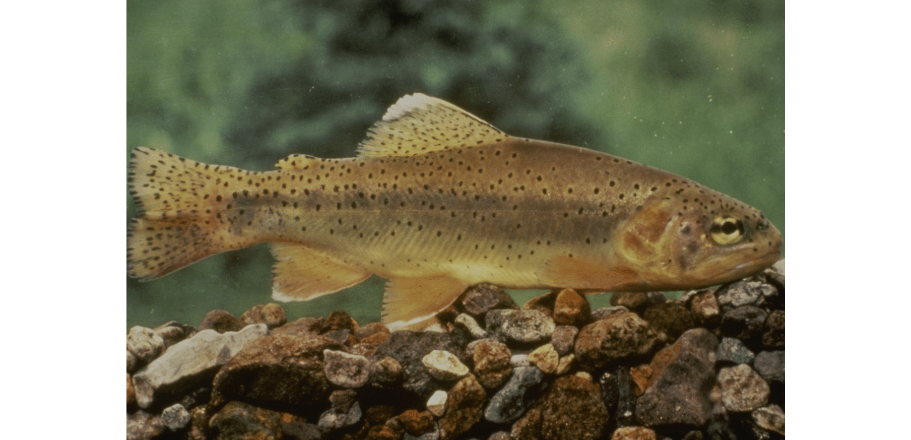 Apache Trout Removed from the Endangered Species Act - Sportsmen's Alliance