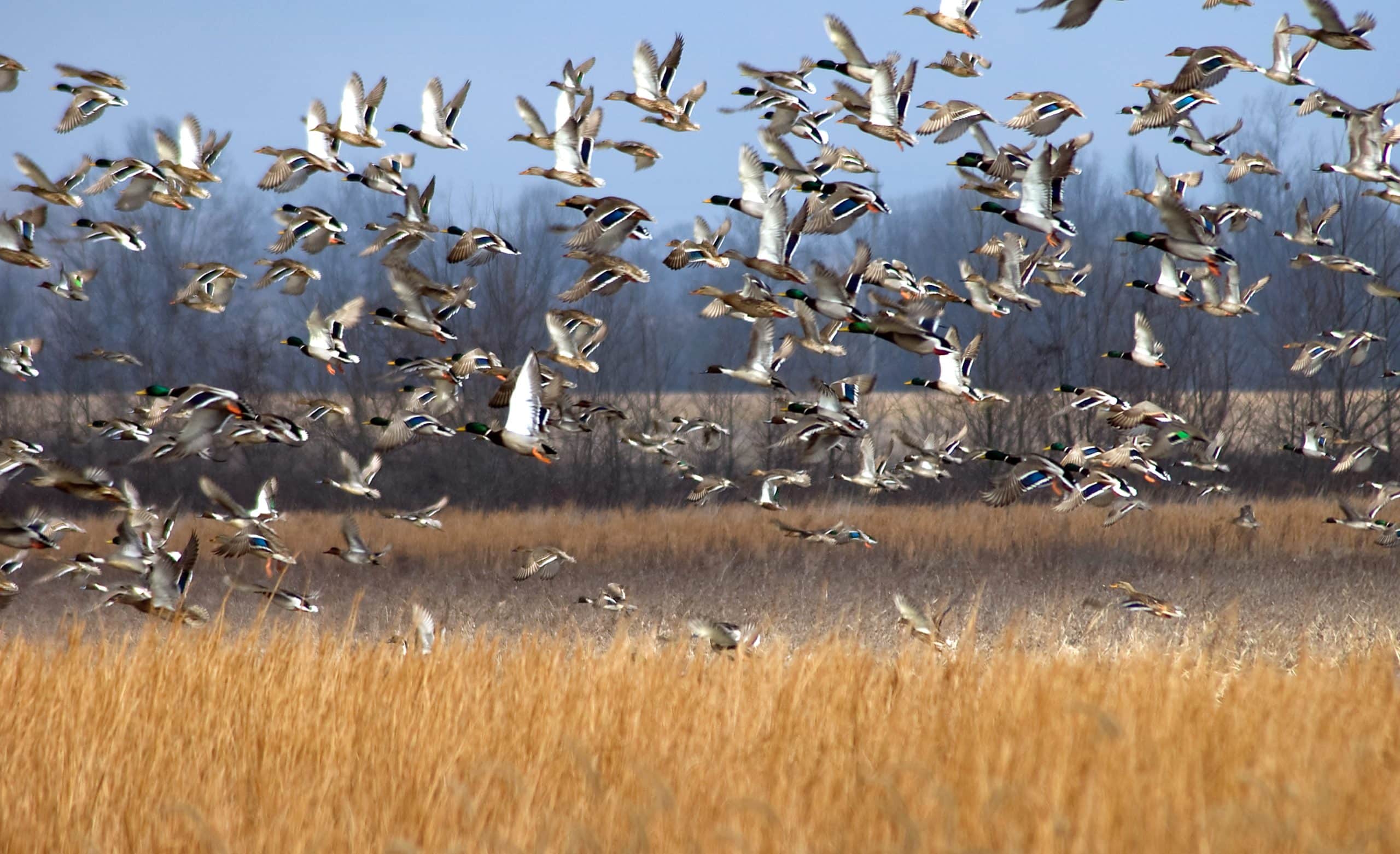 Montana Fish and Game Commission Meeting Thursday - Sportsmen's Alliance