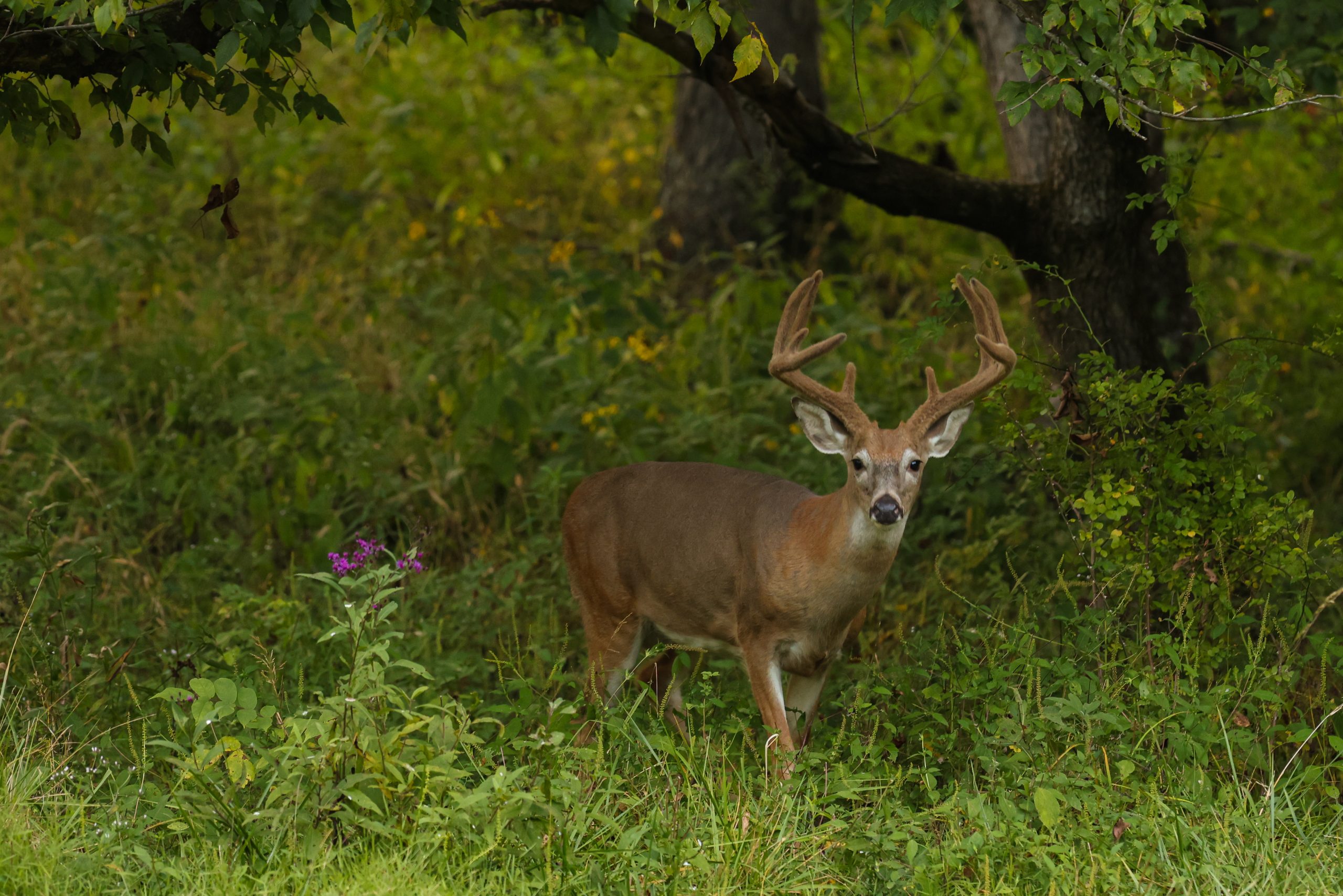 Kentucky: Wild Deer & Elk Population Protection Bill Stuck in House ...