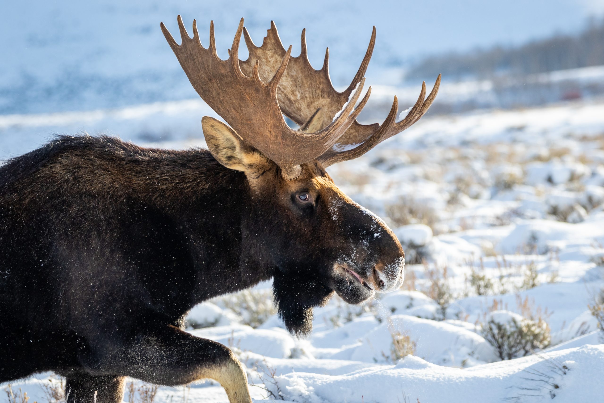 Vermont Fish & Wildlife to Vote on 2025 Migratory Game Bird and Moose ...