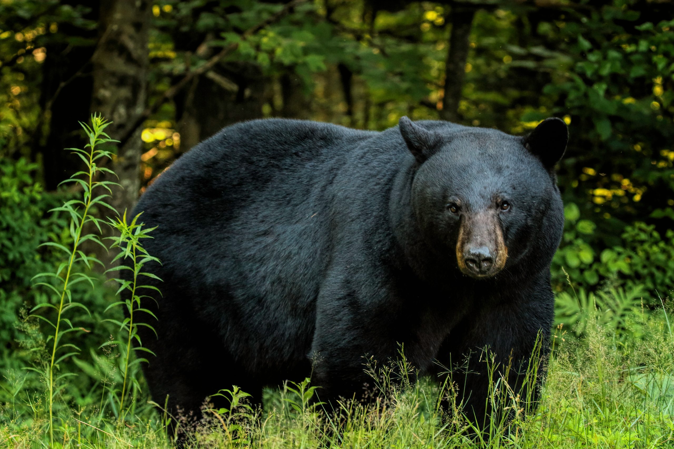 Sportsmen’s Alliance Foundation Enters Fight Over Florida Bear Hunt ...